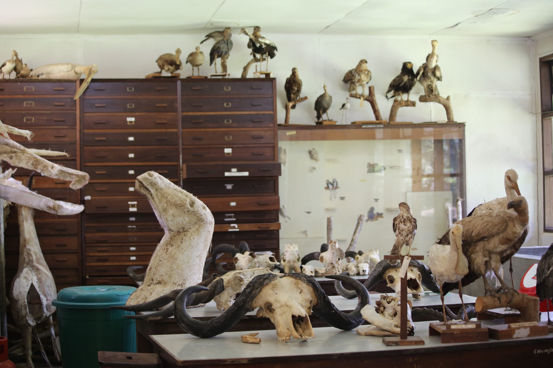Documenting the Endangered Zoological Collections of Avifauna and Small ...