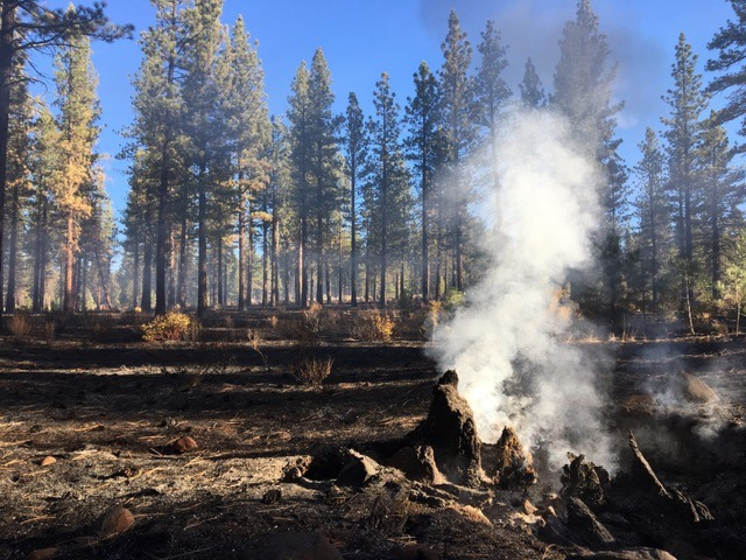 Charles E. Young Research Library | UCLA Library