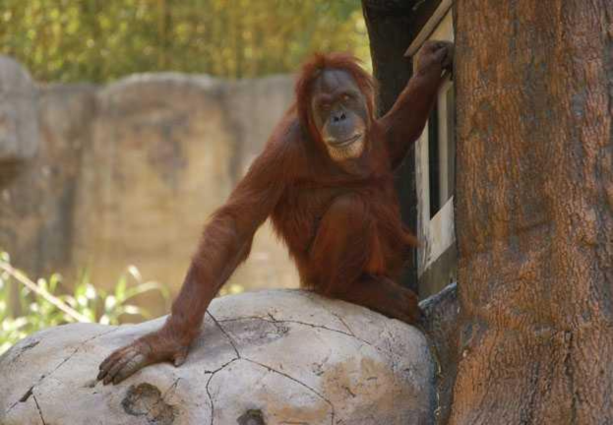 Marschak Colloquium | UCLA Library